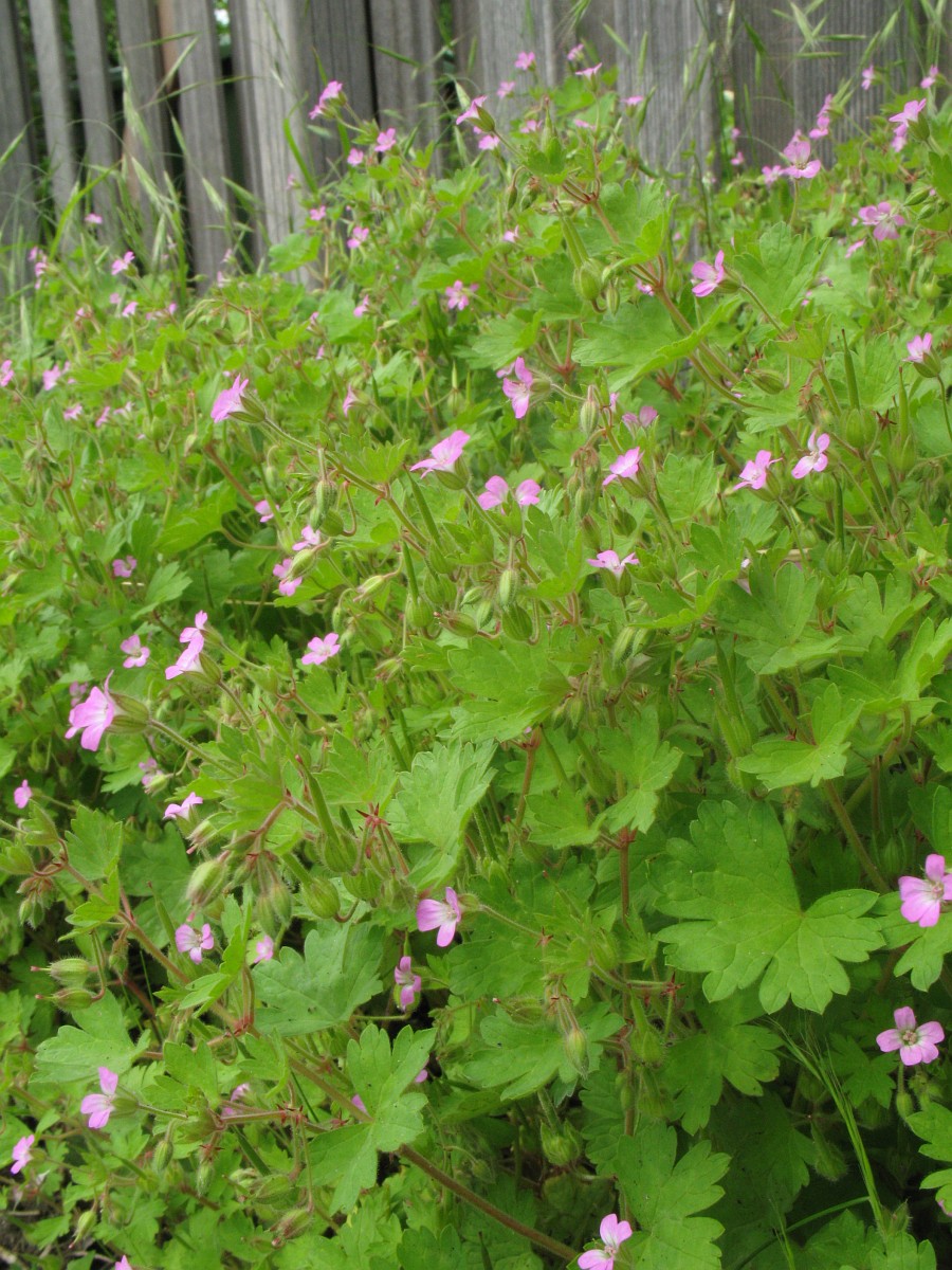 Geranium rotundifolium, Round-leaved Crane's-bill