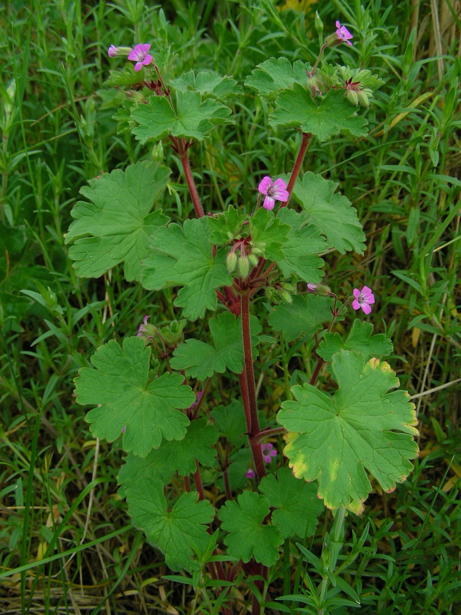 Geranium rotundifolium, Round-leaved Crane's-bill
