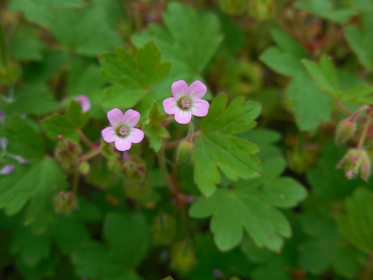 Geranium rotundifolium, Round-leaved Crane's-bill