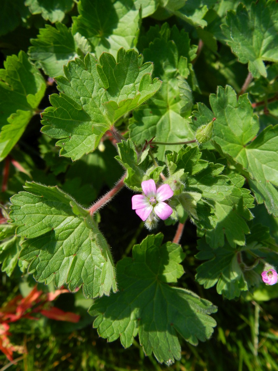 Geranium rotundifolium, Round-leaved Crane's-bill