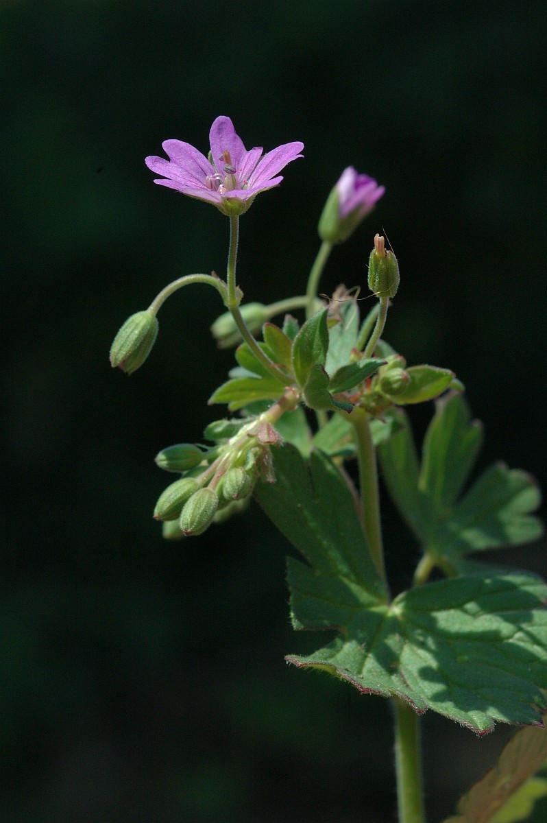 Geranium rotundifolium, Round-leaved Crane's-bill