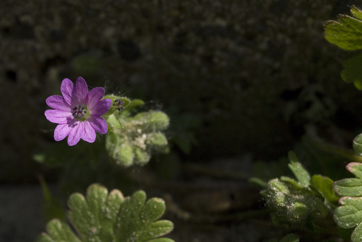 Geranium rotundifolium, Round-leaved Crane's-bill