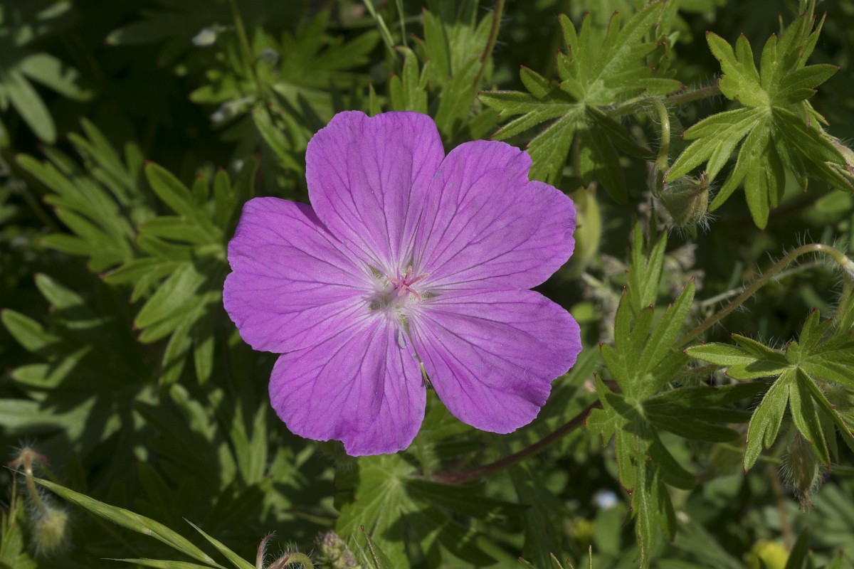 Geranium sanguineum, Bloody Crane's-bill