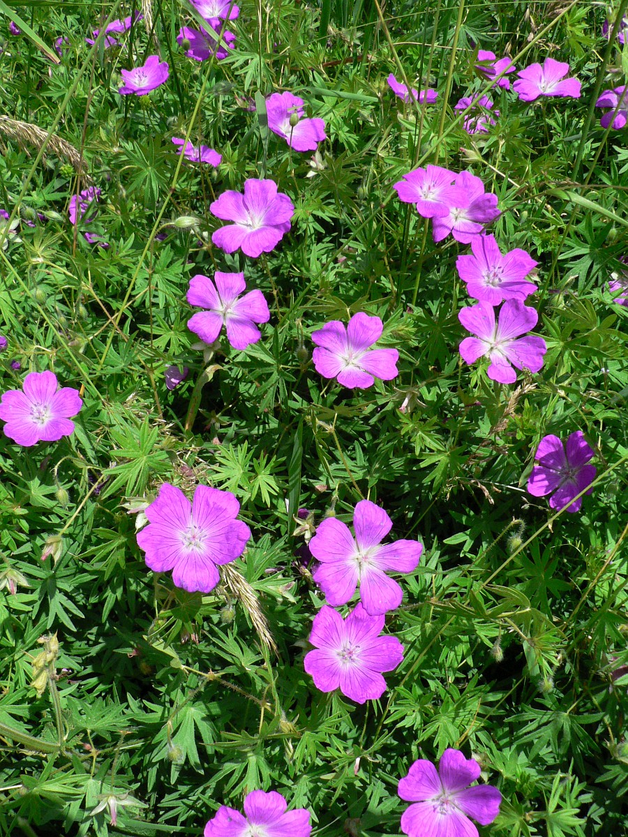 Geranium sanguineum, Bloody Crane's-bill