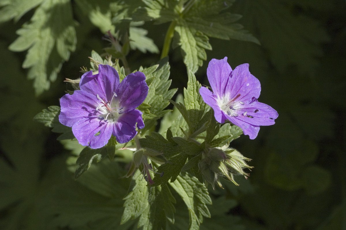 Geranium sylvaticum, Wood Crane's-bill