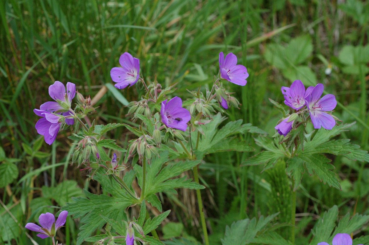 Geranium sylvaticum, Wood Crane's-bill