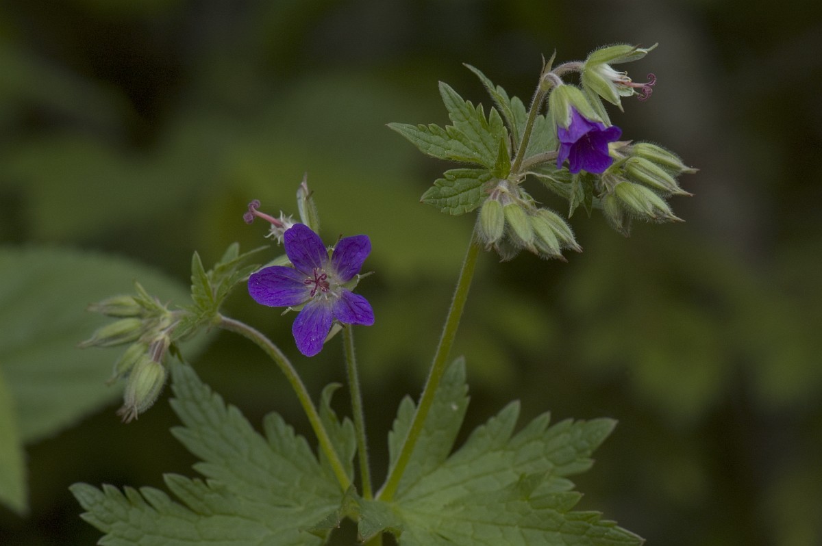 Geranium sylvaticum, Wood Crane's-bill