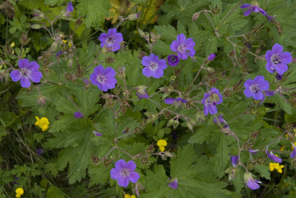 Geranium sylvaticum, Wood Crane's-bill