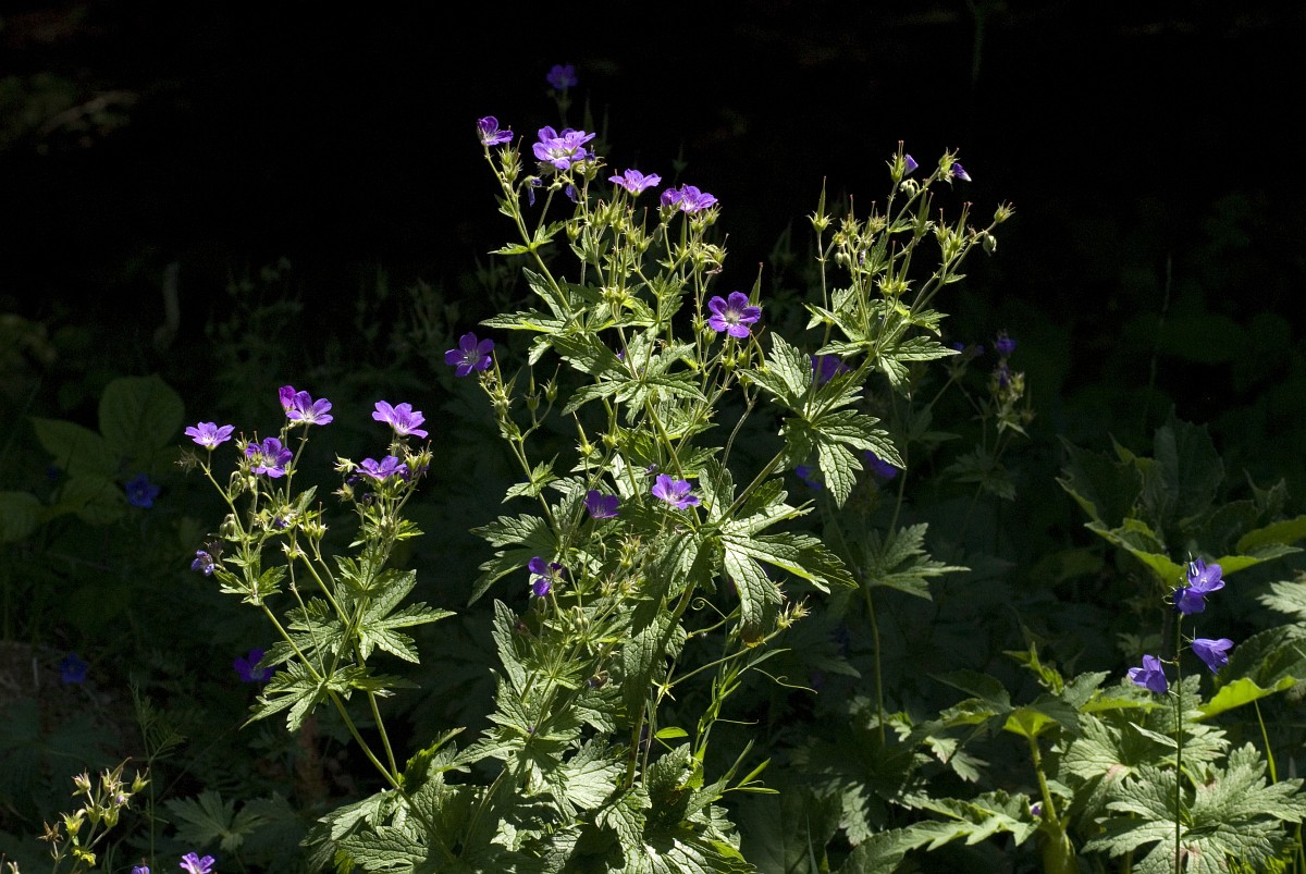Geranium sylvaticum, Wood Crane's-bill