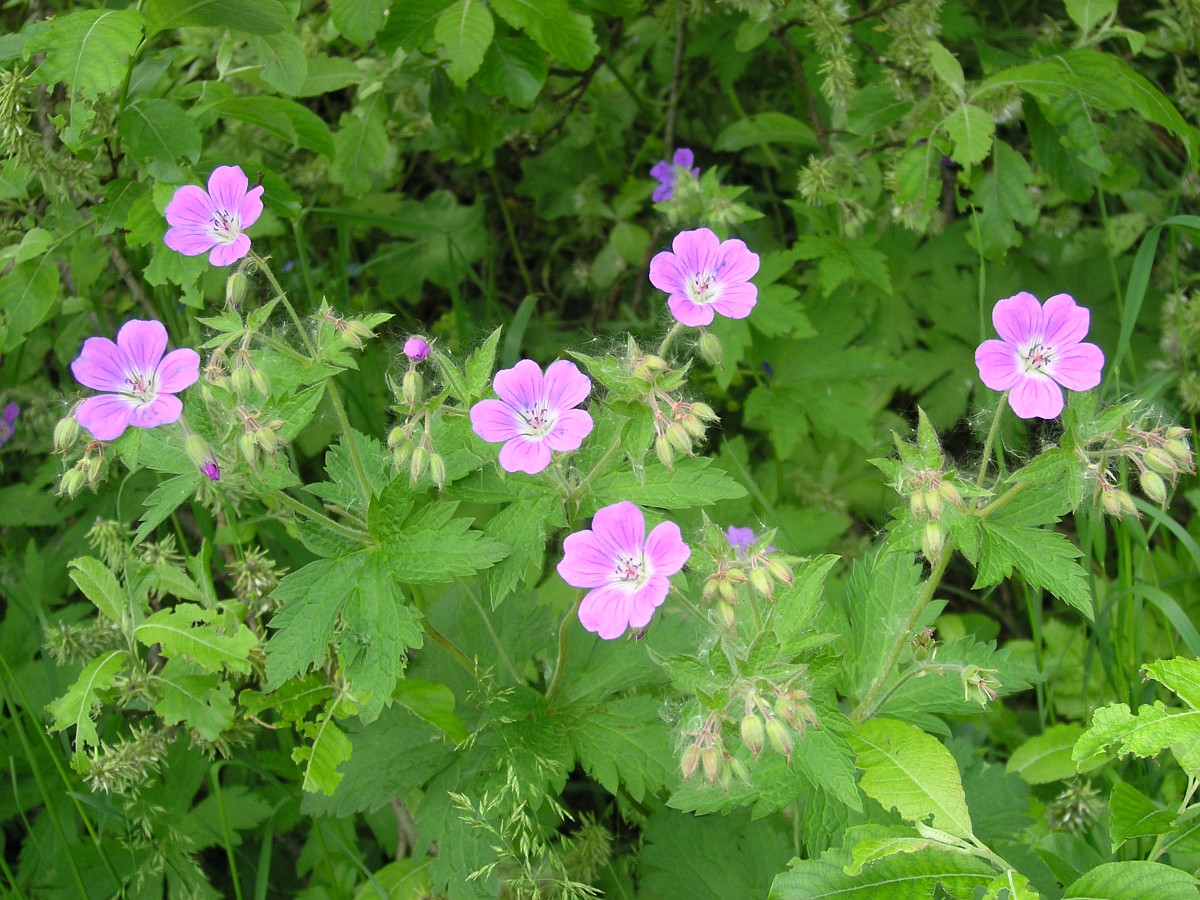 Geranium sylvaticum, Wood Crane's-bill