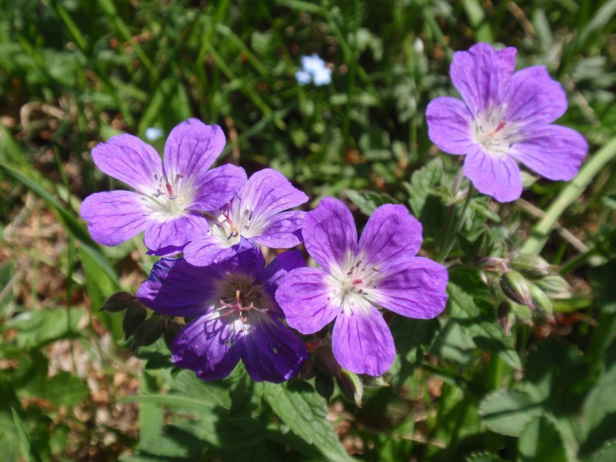 Geranium sylvaticum, Wood Crane's-bill