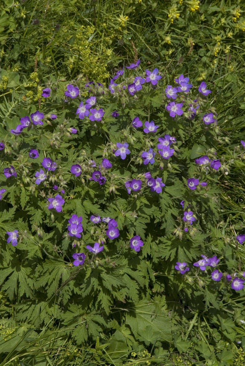 Geranium sylvaticum, Wood Crane's-bill