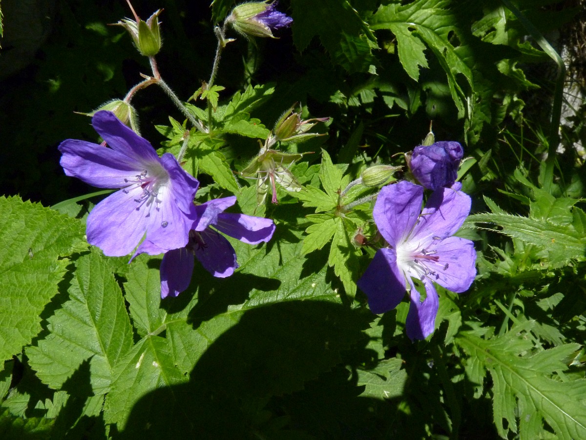 Geranium sylvaticum, Wood Crane's-bill