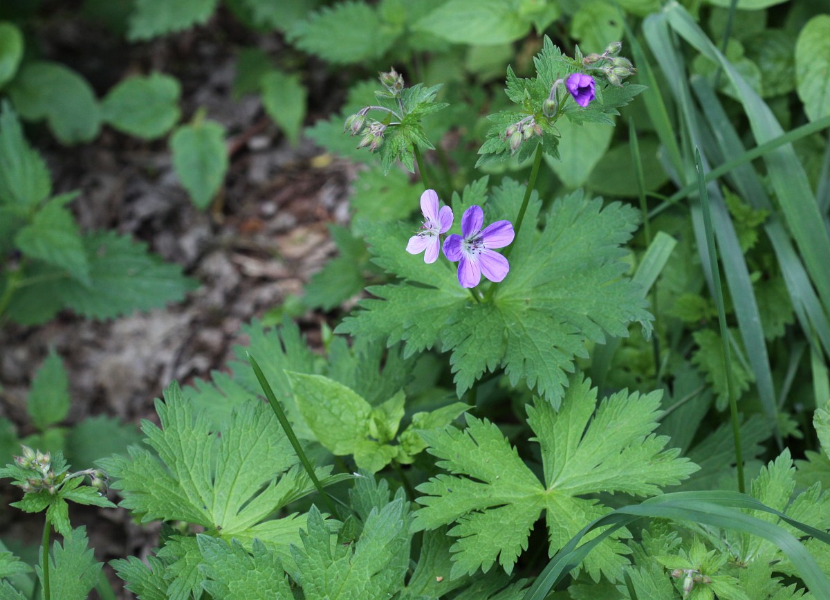 Geranium sylvaticum, Wood Crane's-bill