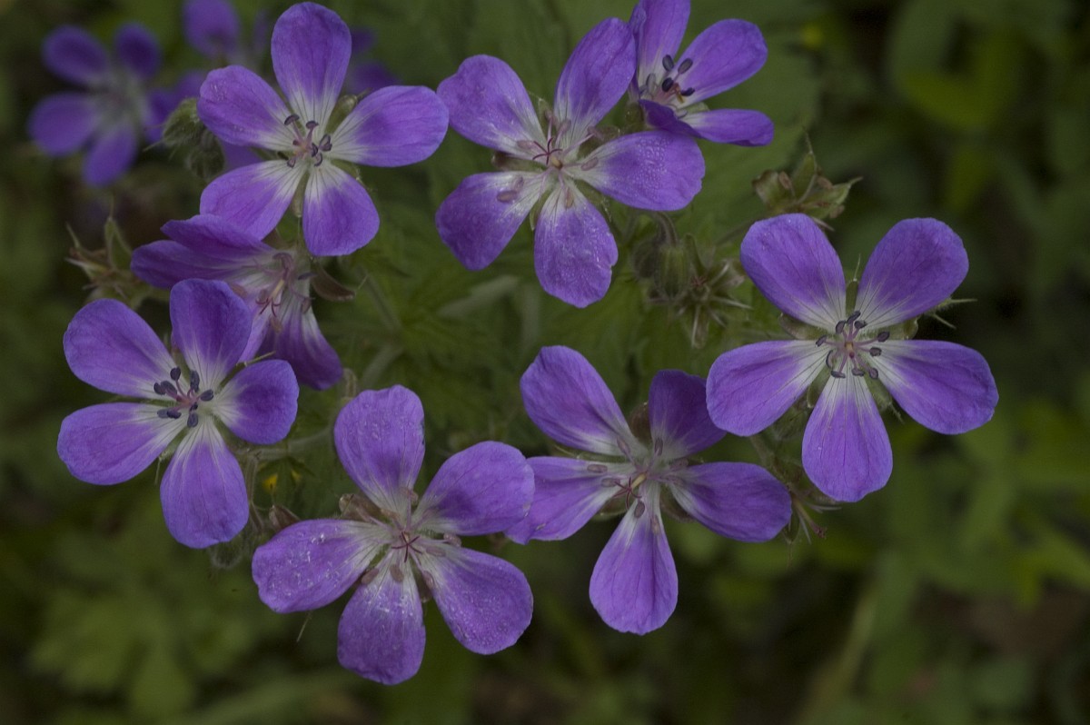 Geranium sylvaticum, Wood Crane's-bill