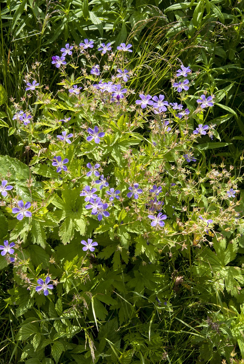 Geranium sylvaticum, Wood Crane's-bill