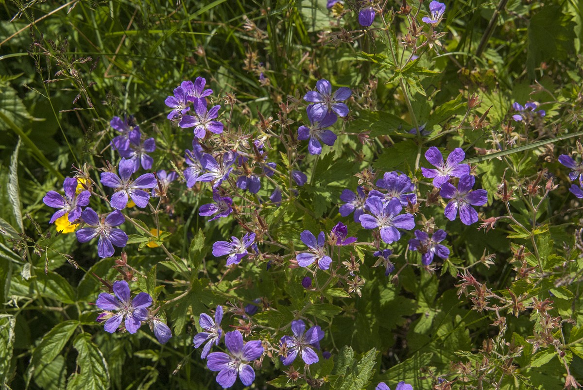 Geranium sylvaticum, Wood Crane's-bill