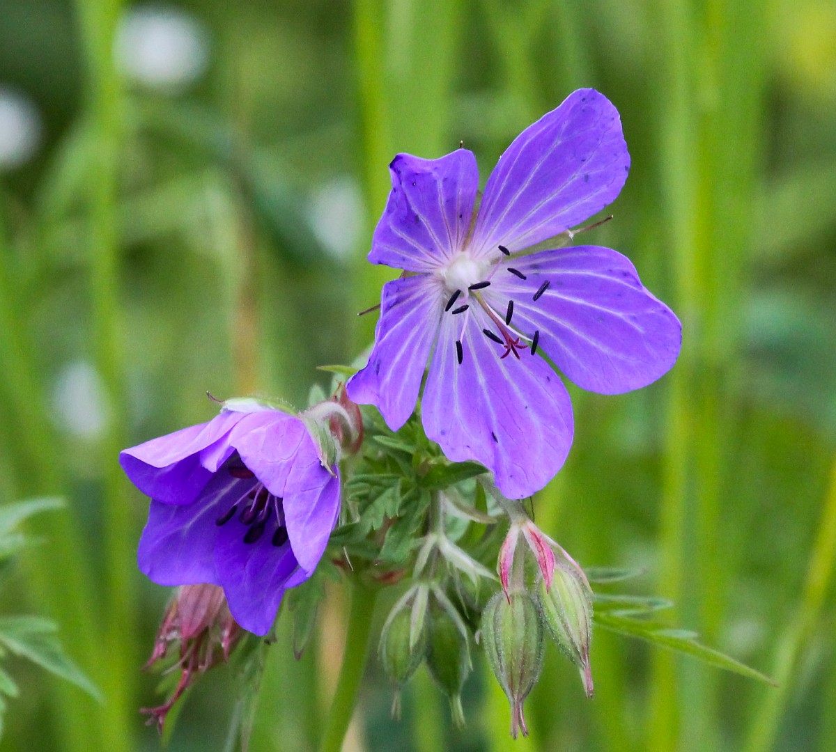 Geranium sylvaticum, Wood Crane's-bill
