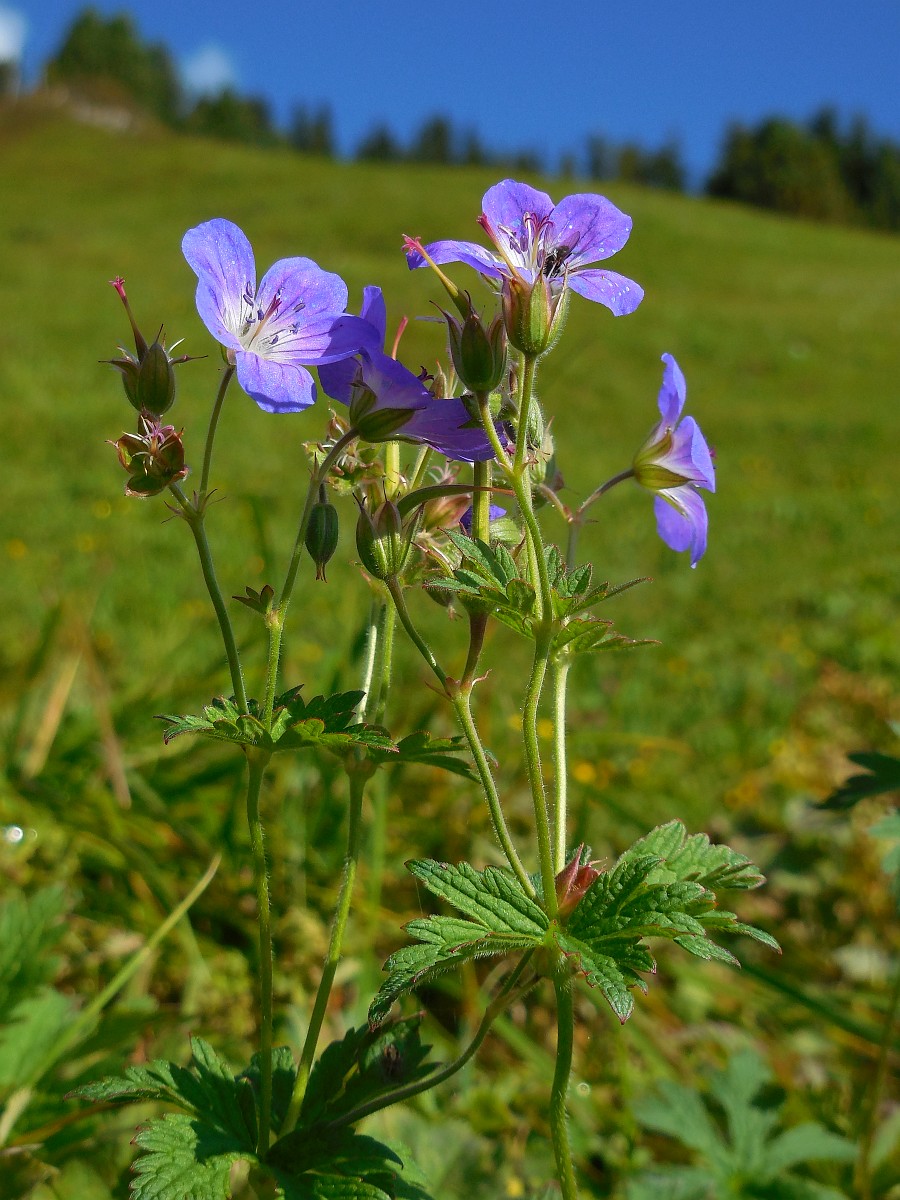 Geranium sylvaticum, Wood Crane's-bill