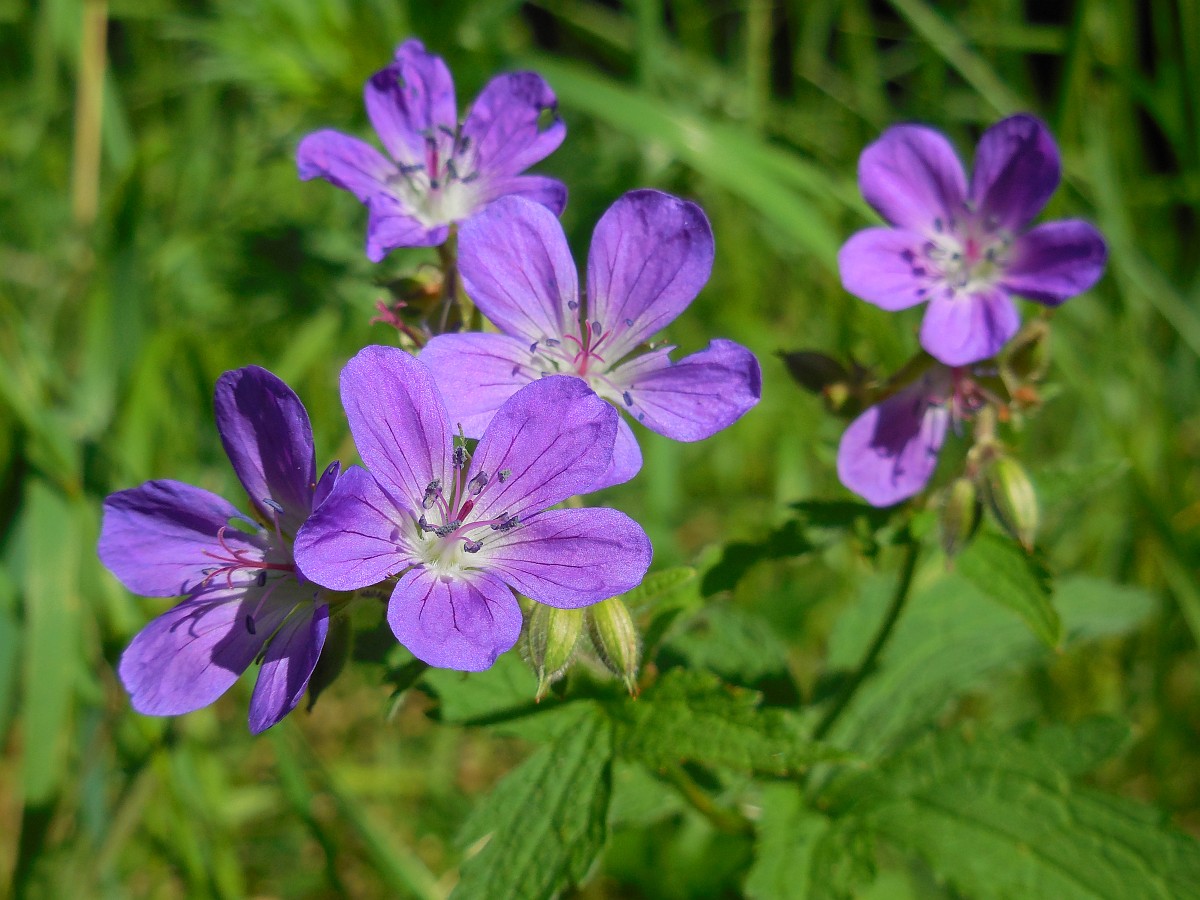 Geranium sylvaticum, Wood Crane's-bill