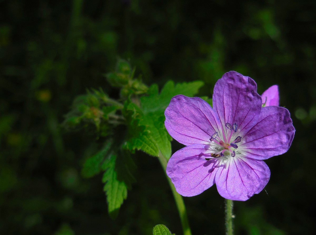 Geranium sylvaticum, Wood Crane's-bill