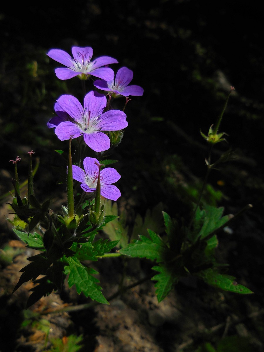 Geranium sylvaticum, Wood Crane's-bill