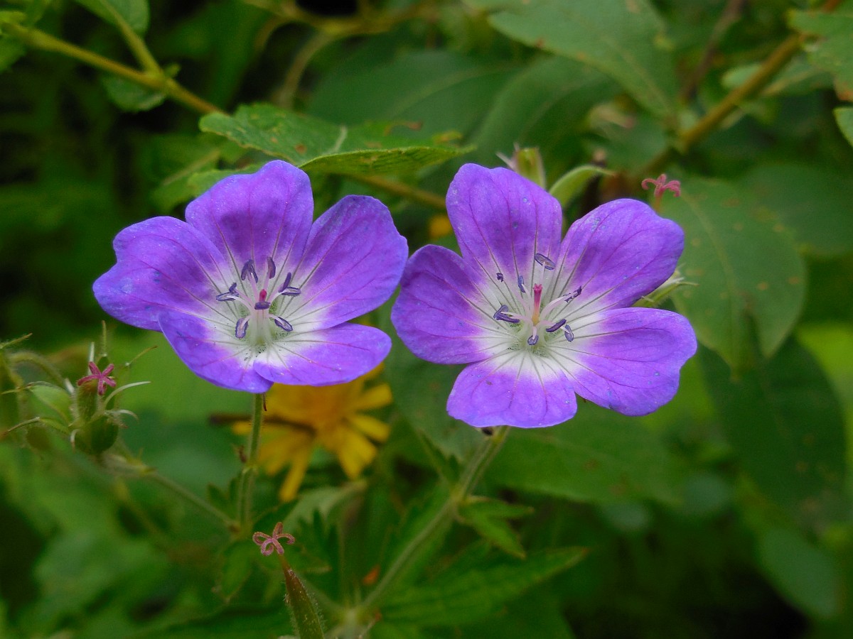 Geranium sylvaticum, Wood Crane's-bill