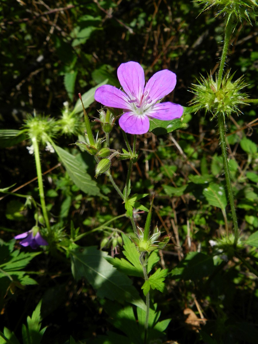Geranium sylvaticum, Wood Crane's-bill