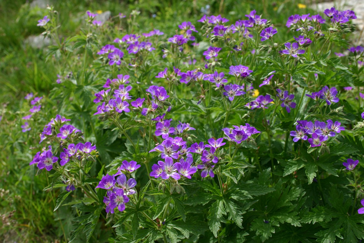 Geranium sylvaticum, Wood Crane's-bill