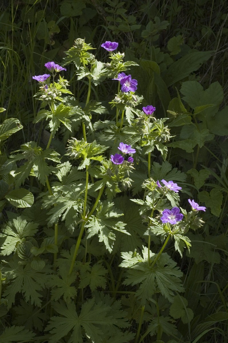 Geranium sylvaticum, Wood Crane's-bill