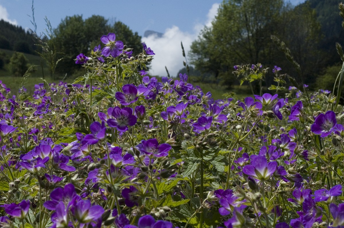 Geranium sylvaticum, Wood Crane's-bill