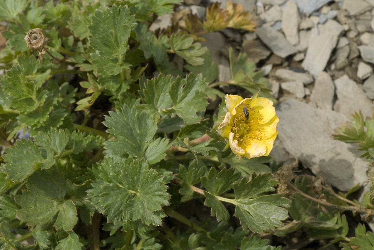 Geum reptans, Creeping Avens
