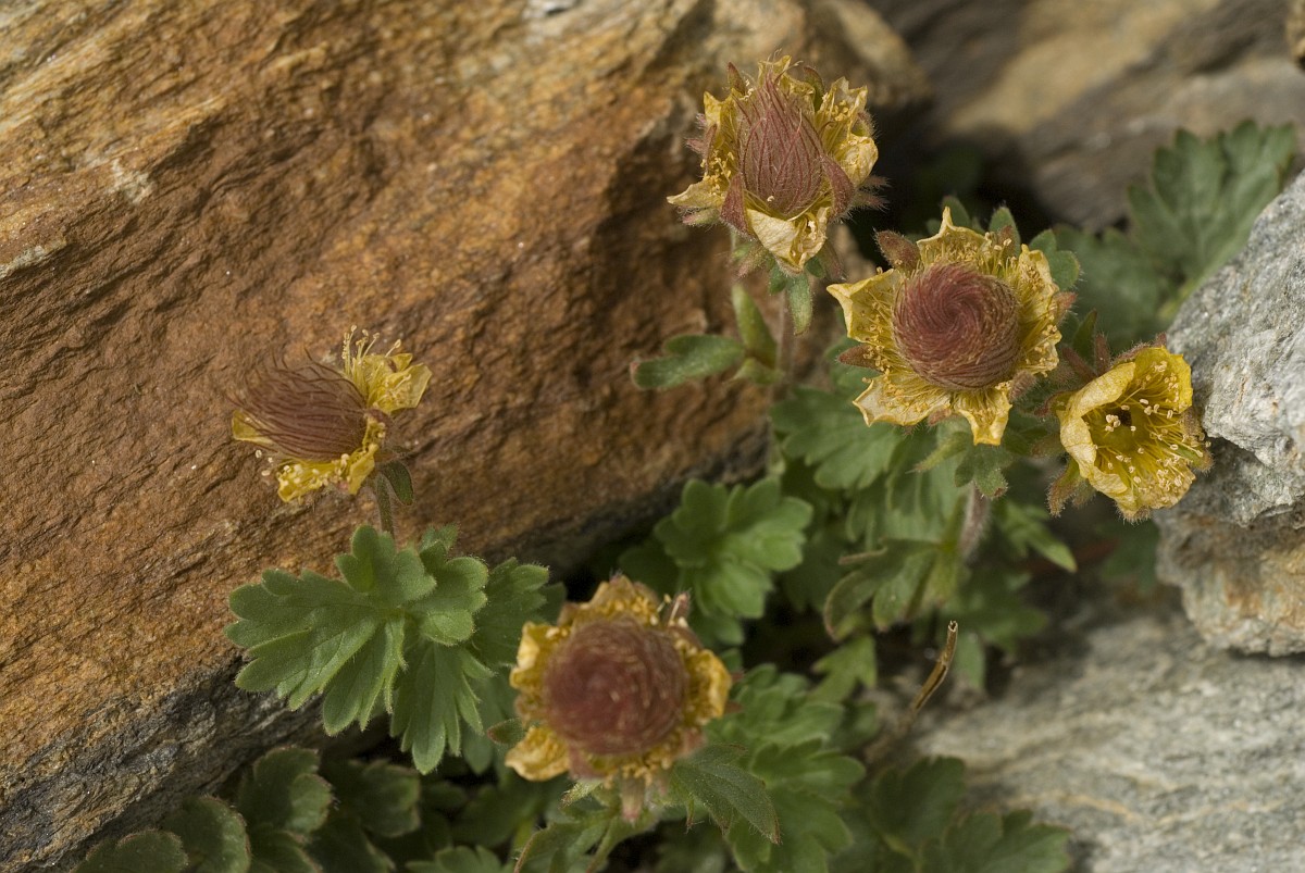 Geum reptans, Creeping Avens