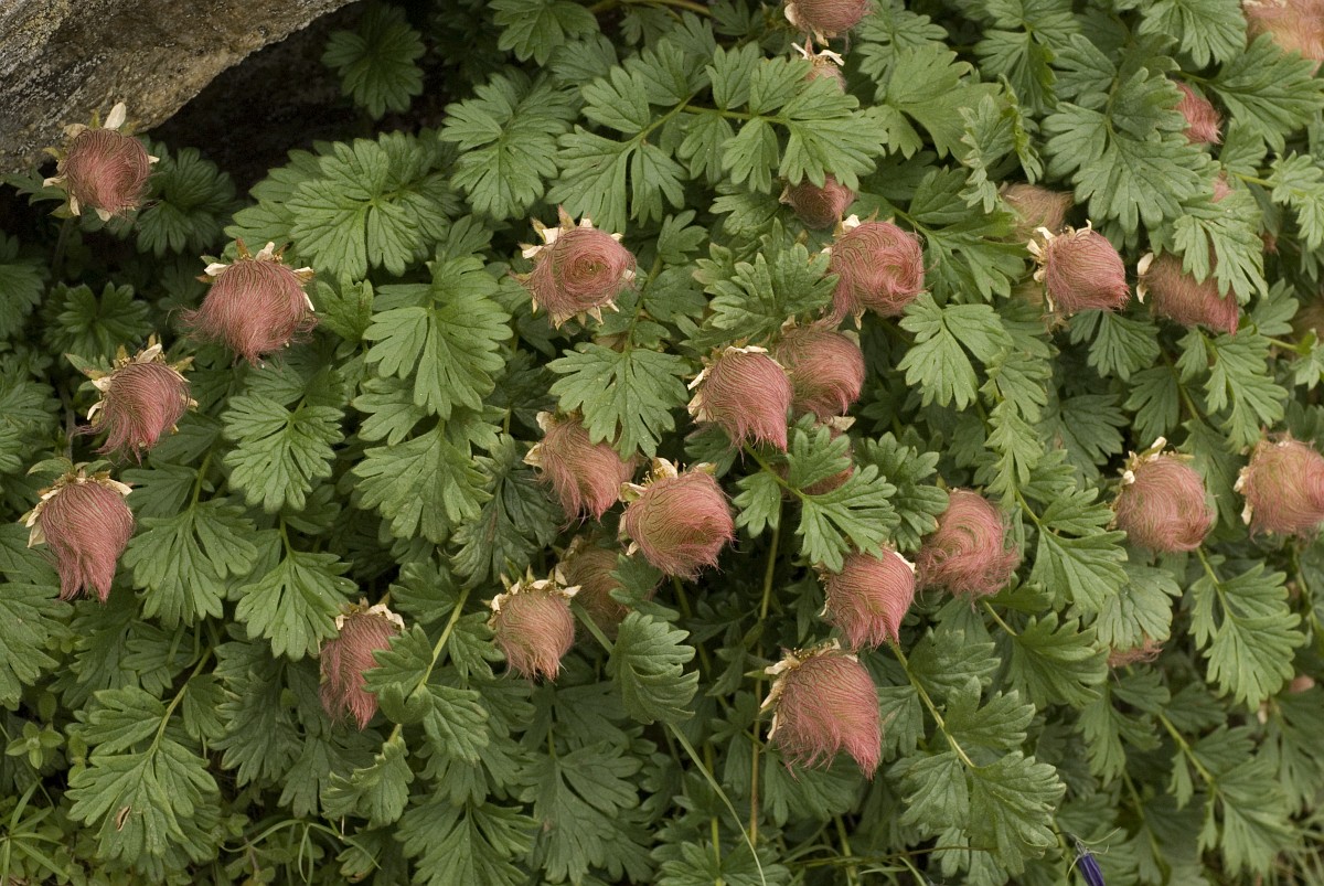 Geum reptans, Creeping Avens