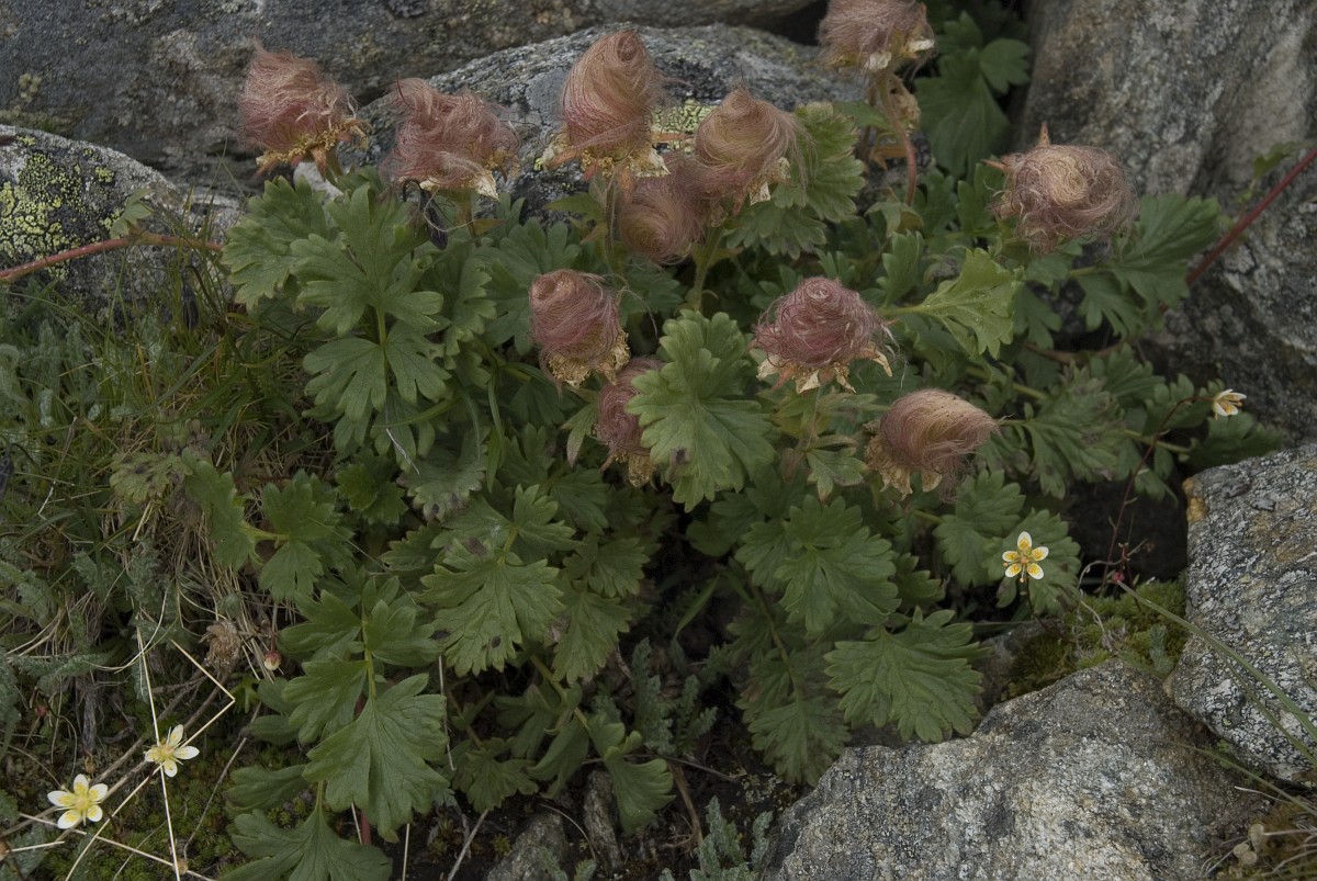 Geum reptans, Creeping Avens