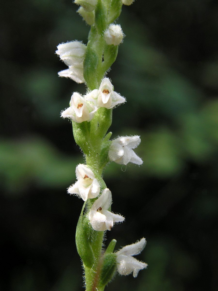 Goodyera repens, Creeping Lady's-stresses