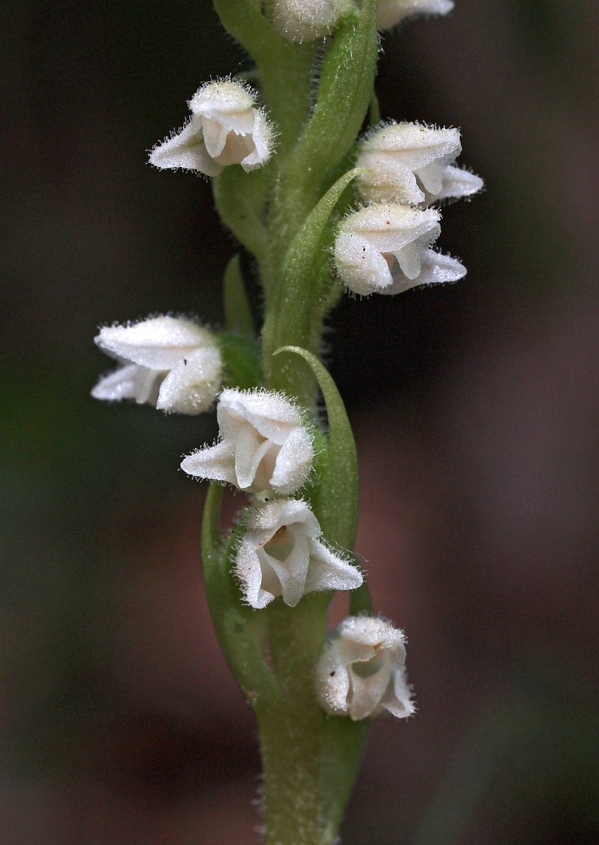 Goodyera repens, Creeping Lady's-stresses