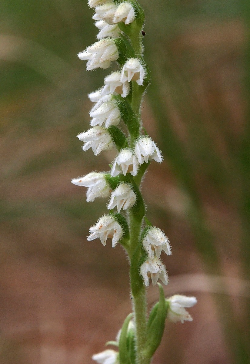 Goodyera repens, Creeping Lady's-stresses