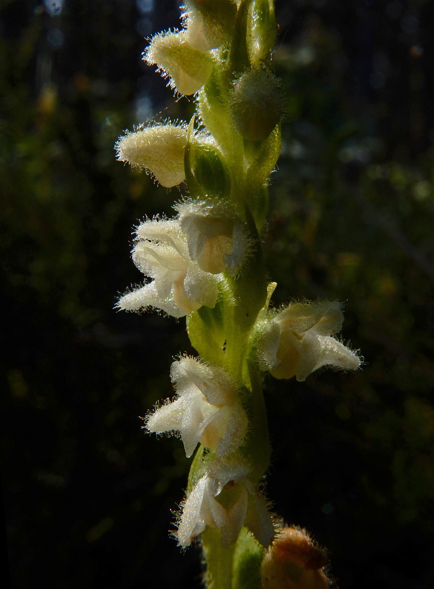 Goodyera repens, Creeping Lady's-stresses
