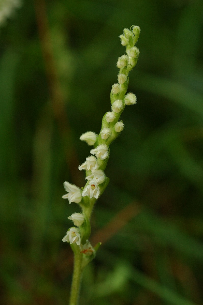 Goodyera repens, Creeping Lady's-stresses