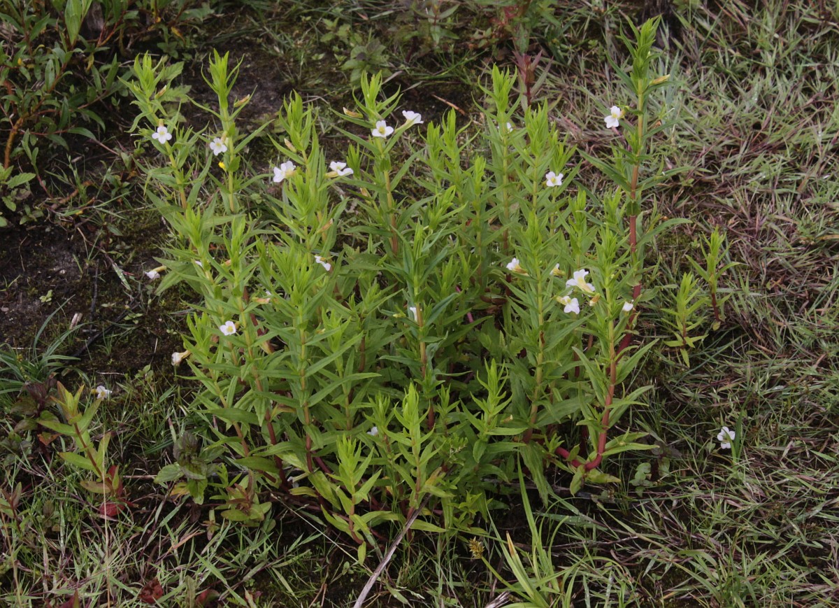 Gratiola officinalis, Hedge Hyssop