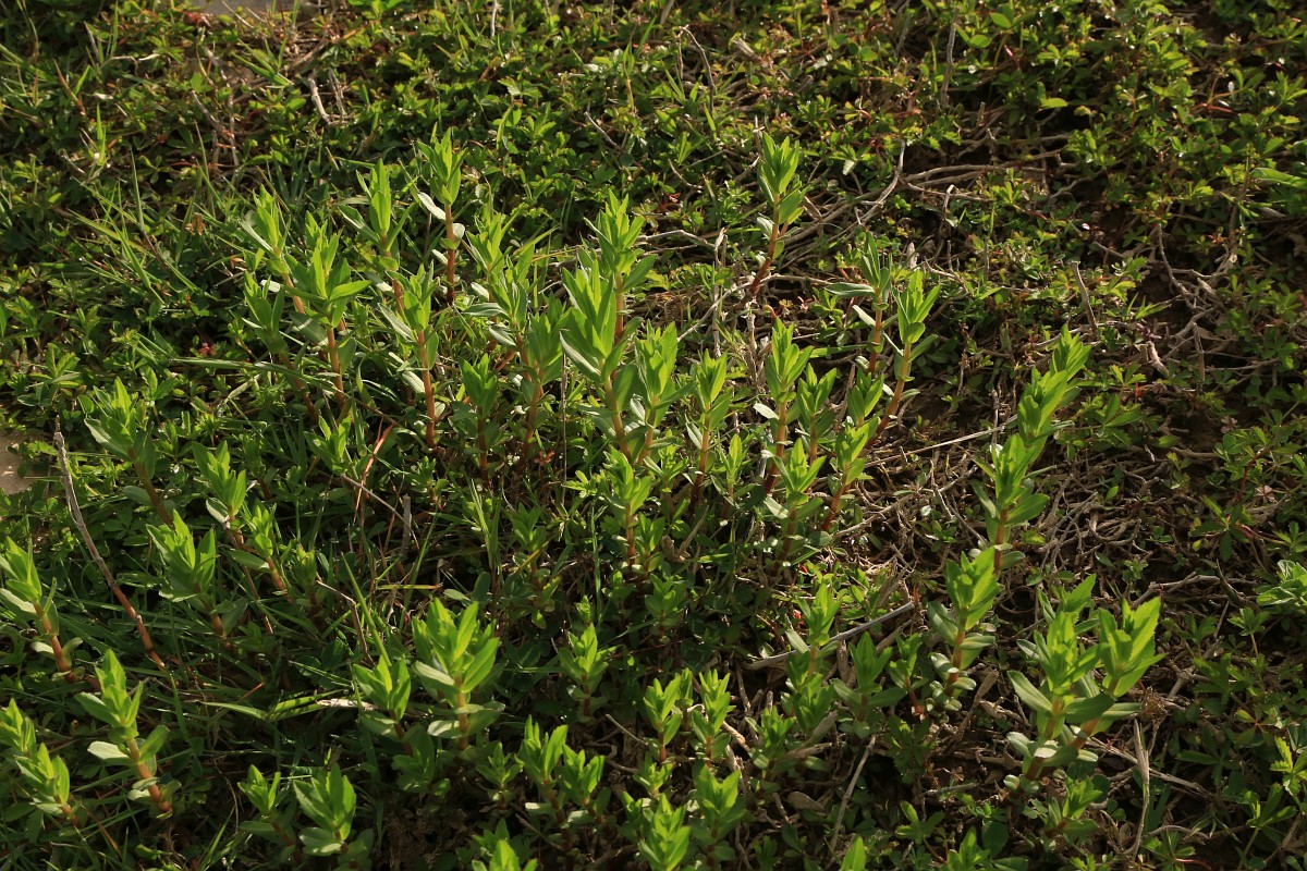Gratiola officinalis, Hedge Hyssop