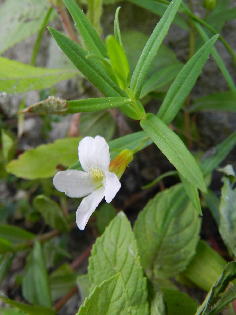 Gratiola officinalis, Hedge Hyssop