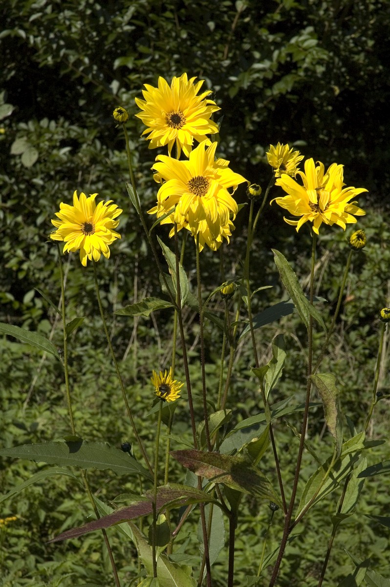 Helianthus tuberosus, Jerusalem Artichoke