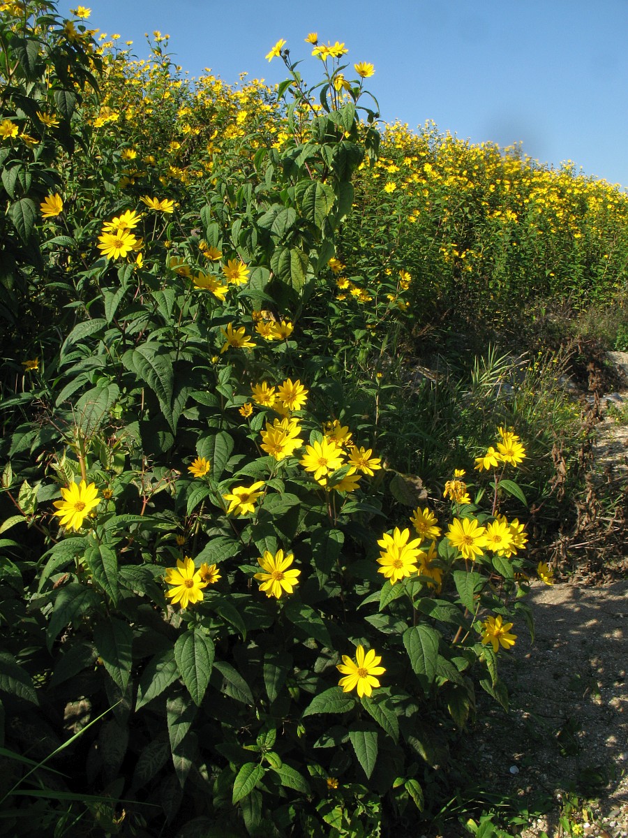 Helianthus tuberosus, Jerusalem Artichoke