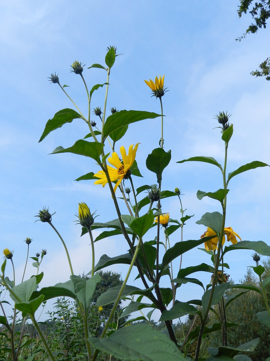 Helianthus tuberosus, Jerusalem Artichoke