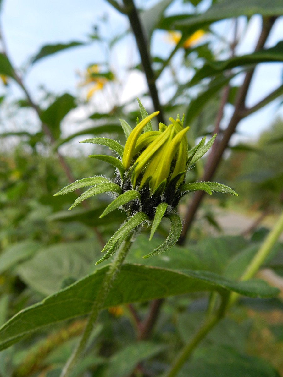 Helianthus tuberosus, Jerusalem Artichoke