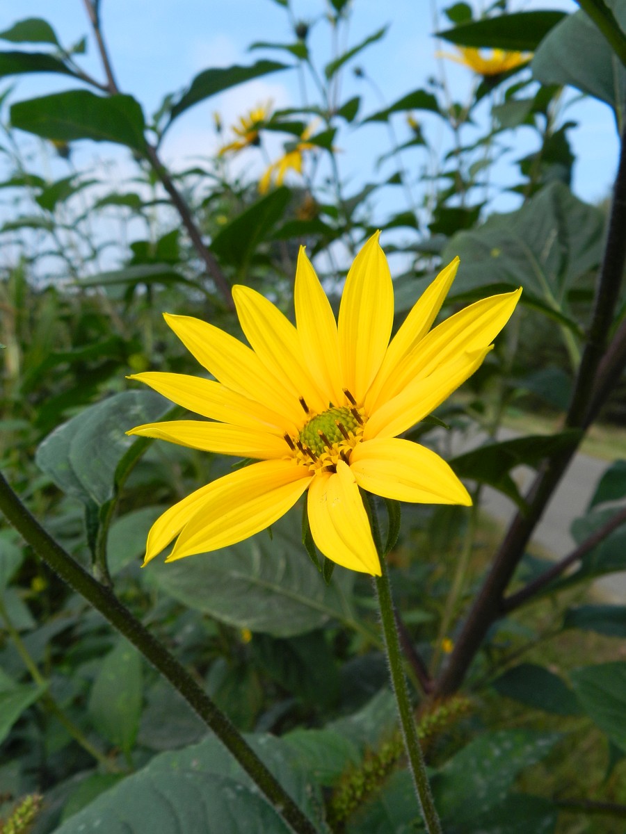 Helianthus tuberosus, Jerusalem Artichoke