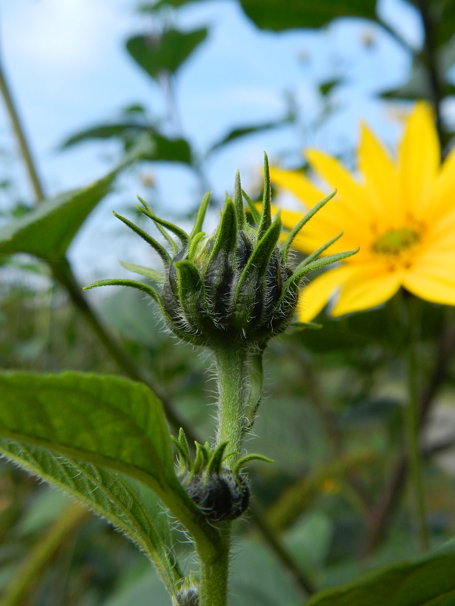 Helianthus tuberosus, Jerusalem Artichoke