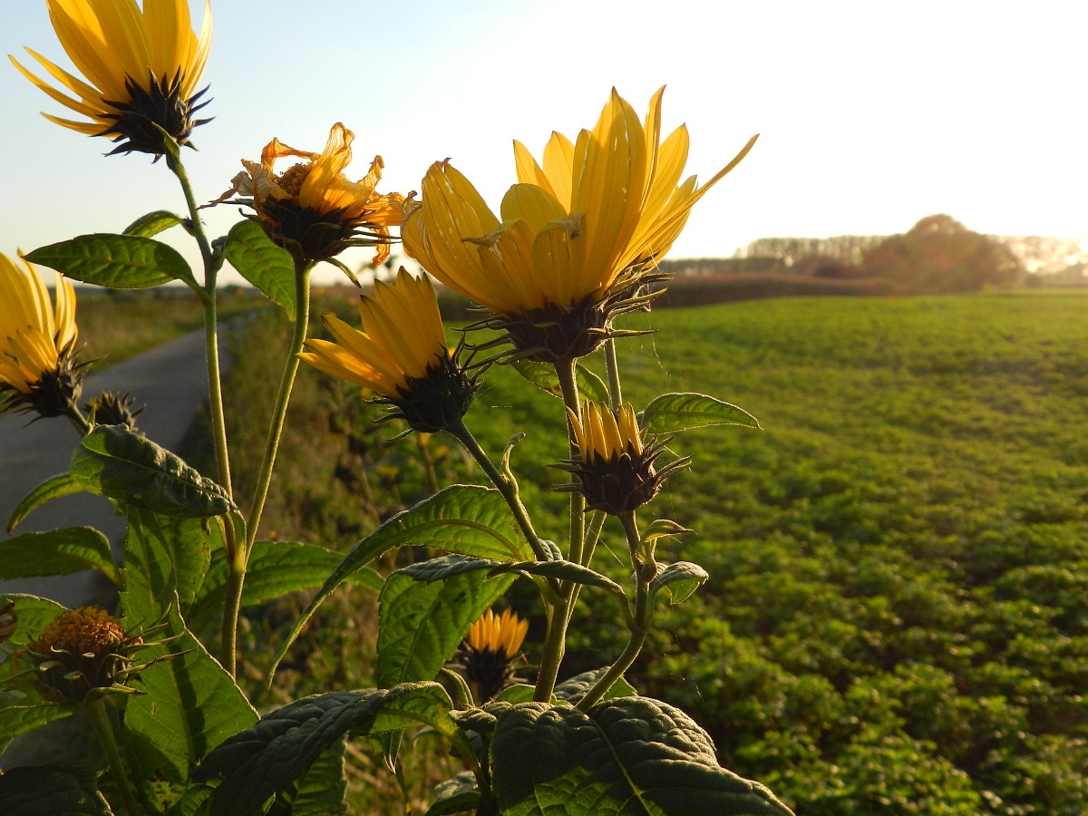 Helianthus tuberosus, Jerusalem Artichoke
